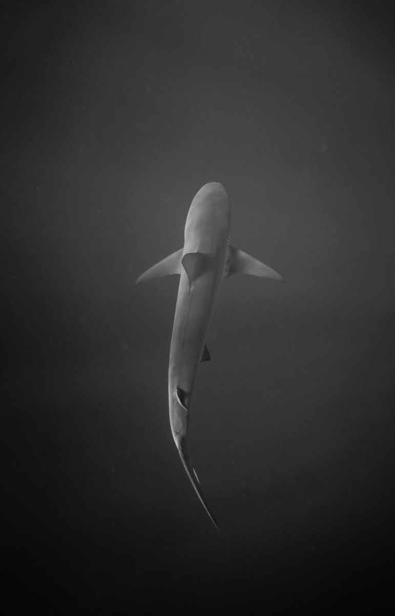 A Shark Story – New Ohio Review